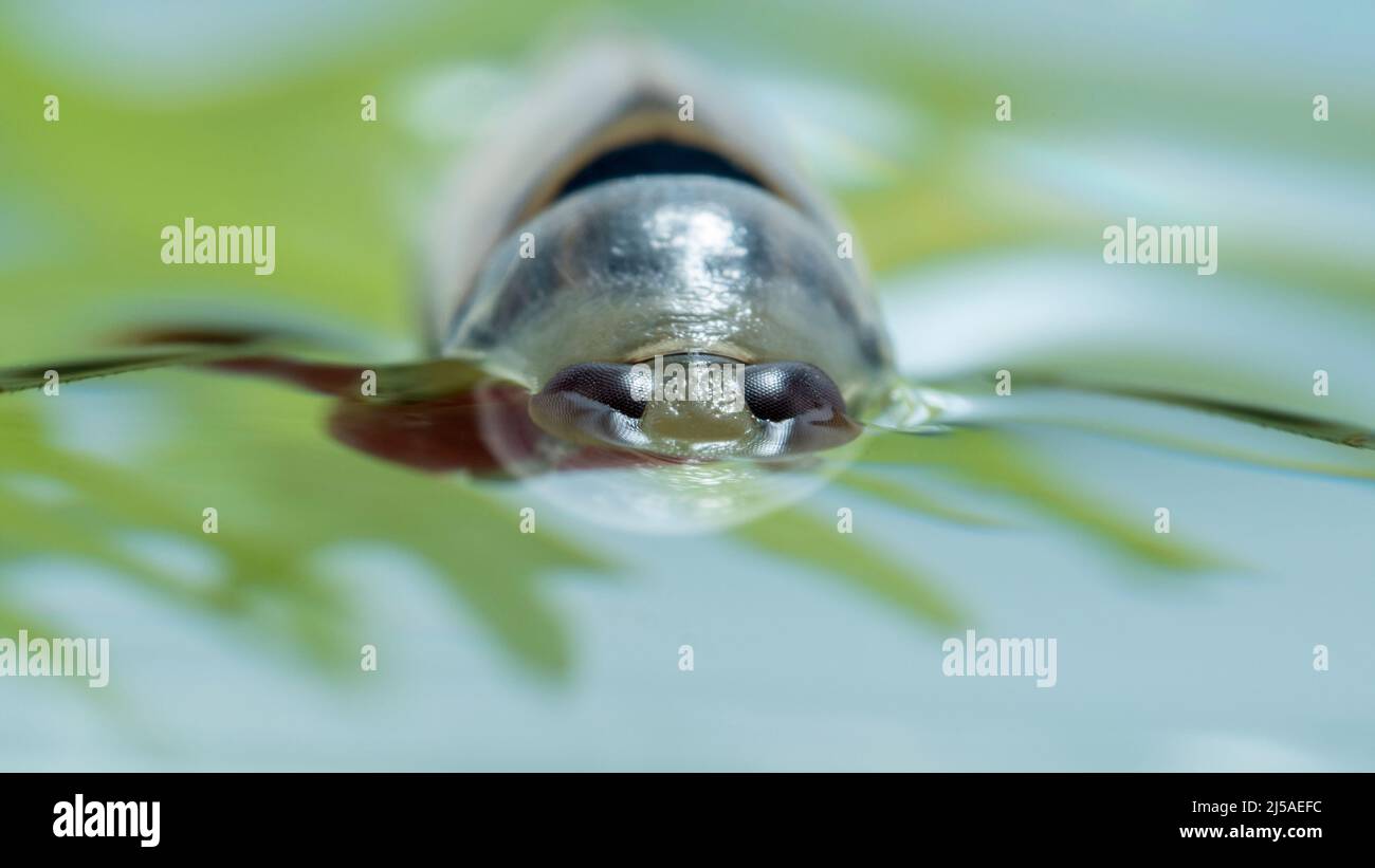 very close-up view of an aquatic grousewinged backswimmer insect ...