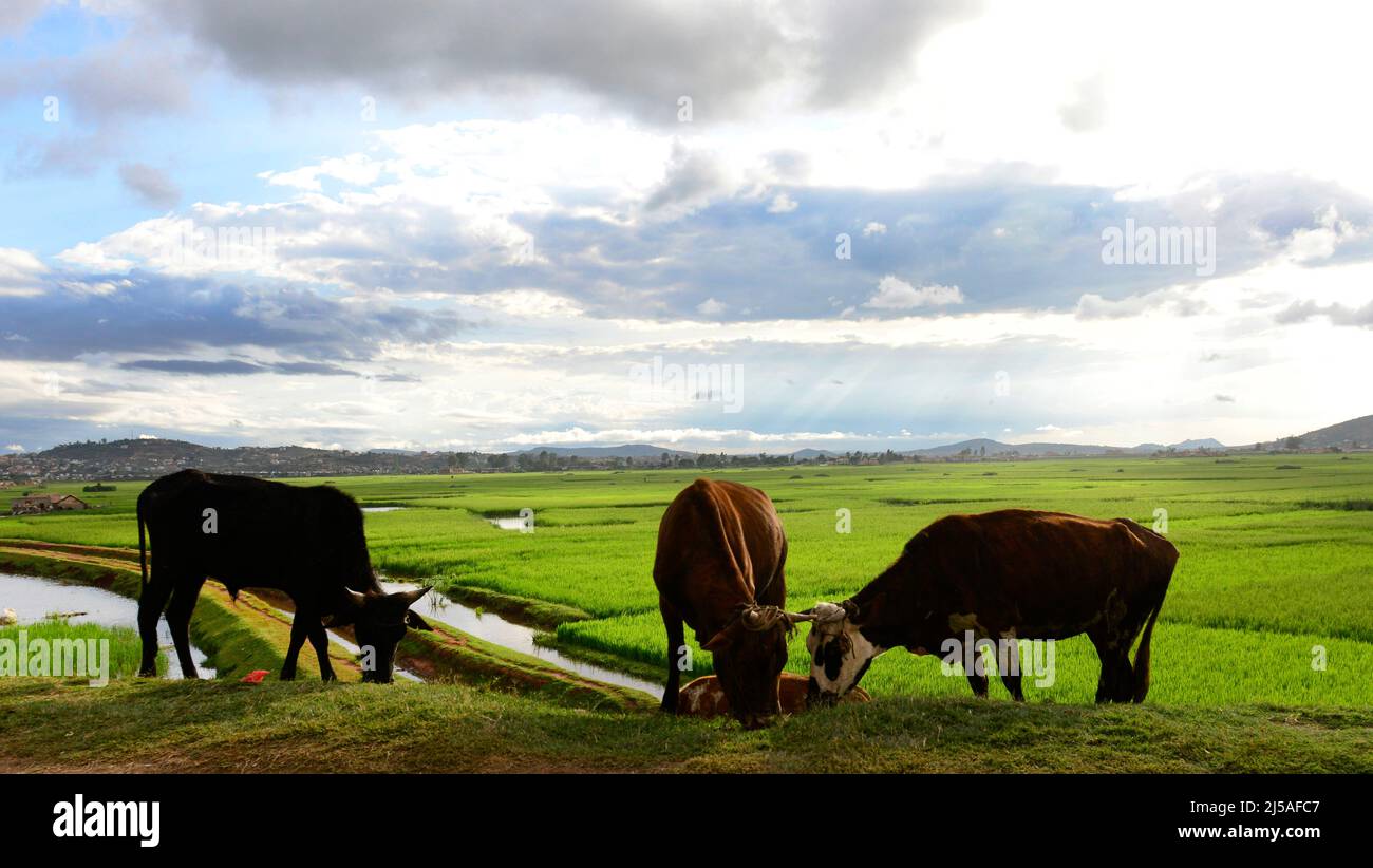 grazing by the paddy fields in central Madagascar Stock Photo - Alamy