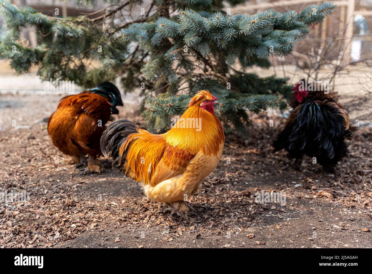 A beautiful rooster standing on the grass on a blurred green nature ...