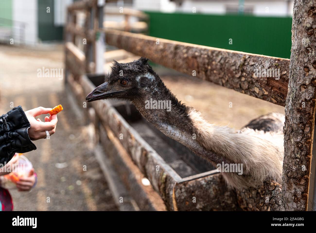 ostrich takes food from a woman's hand, feeding an ostrich at the zoo ...