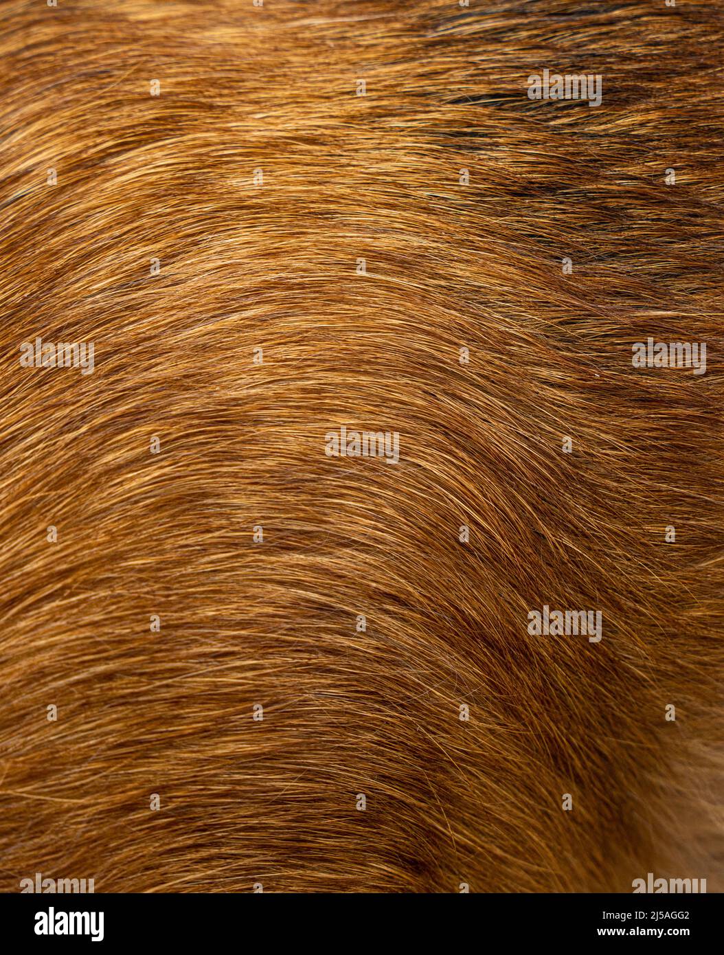 Dog fur textures. Red dog fur natural for backgrounds, textures and ...