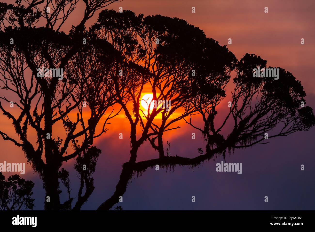 Tree silhouette on sunset background Stock Photo - Alamy