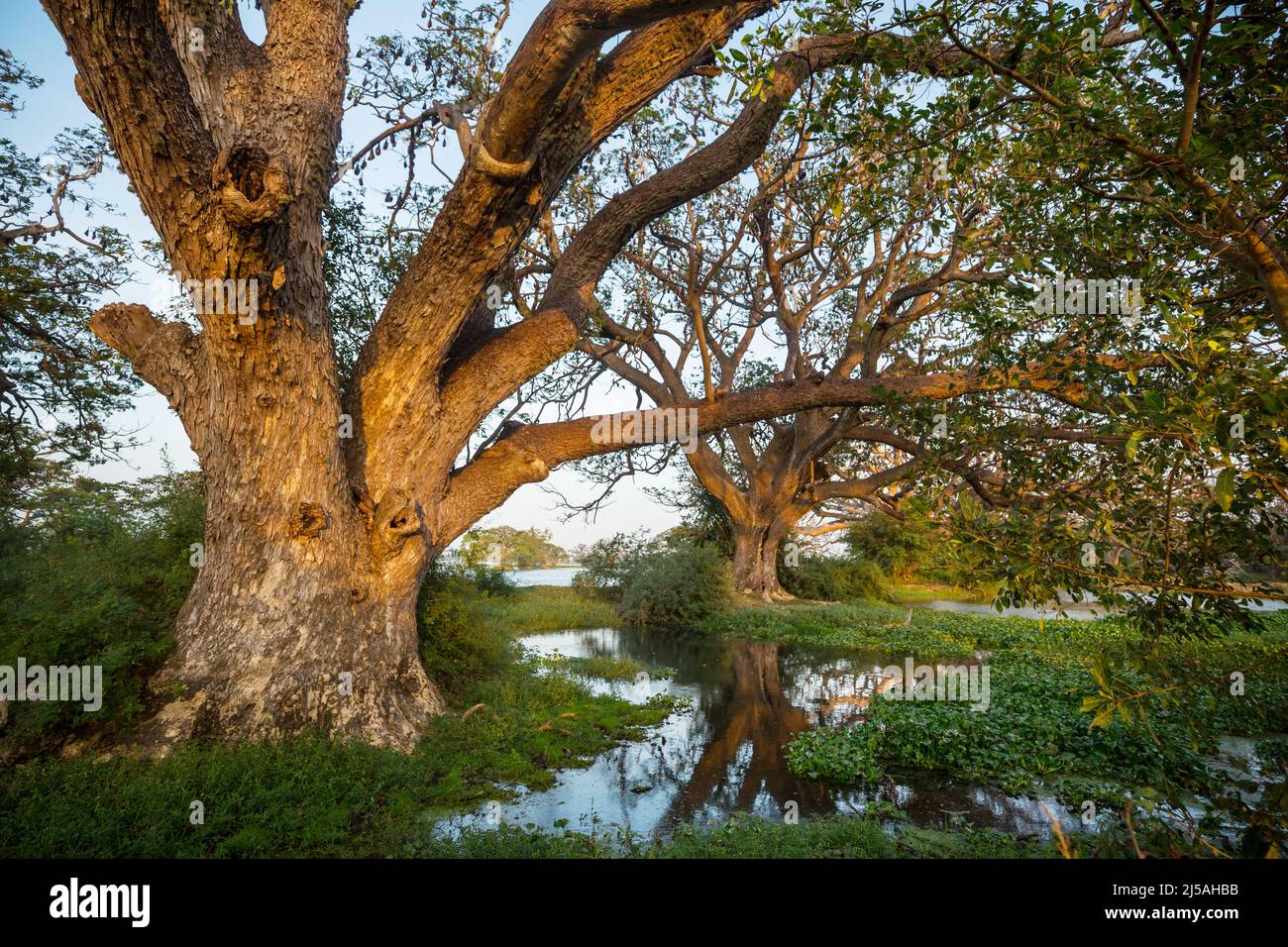 Beautiful natural landscapes in Sri Lanka- big trees on the lake Stock ...