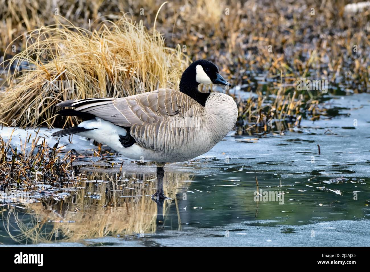 Canada goose branta canadensis standing on one foot hi-res stock ...