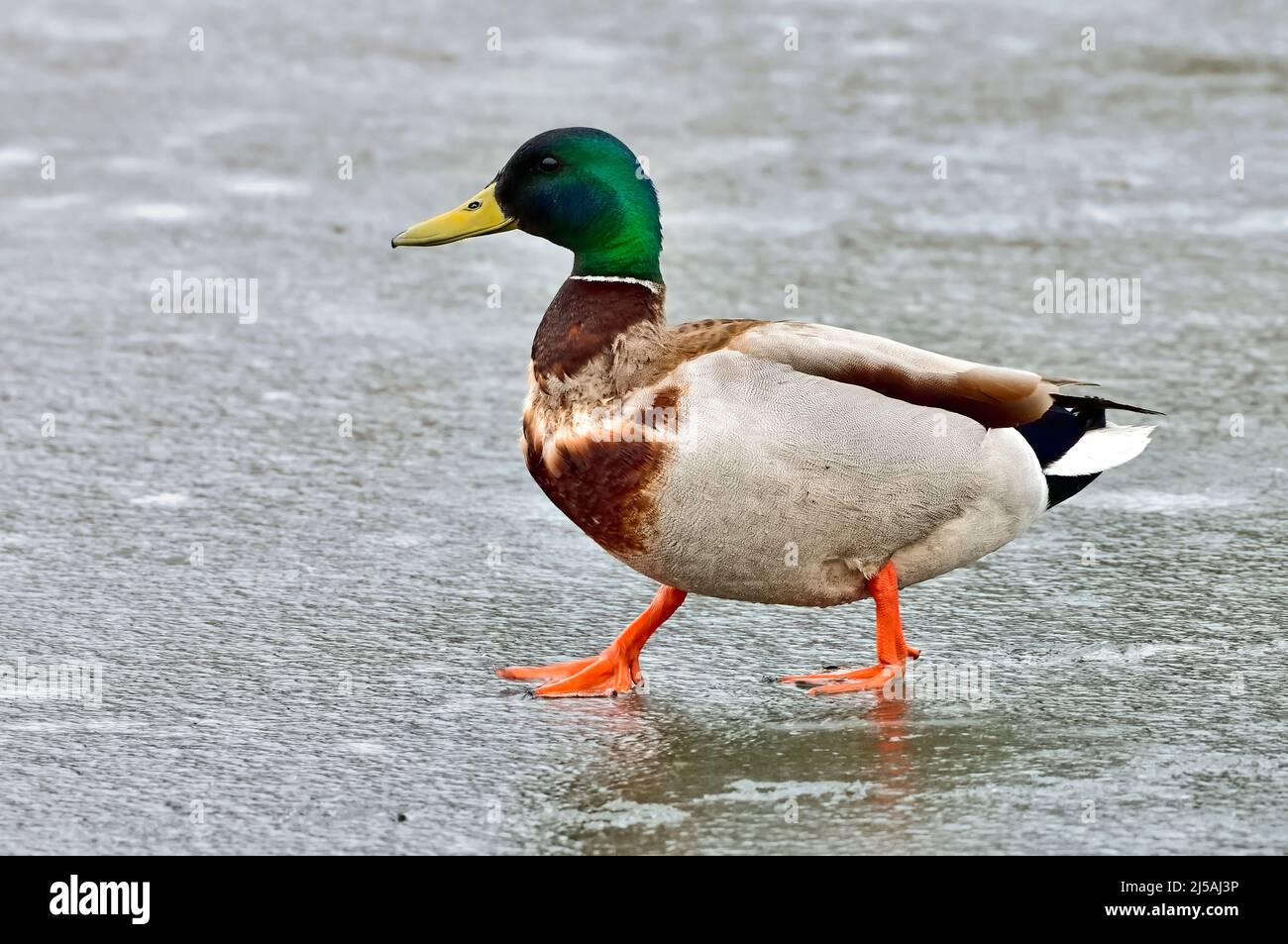 A side view of a male Mallard duck Anas platyrhynchos, walking on the ...