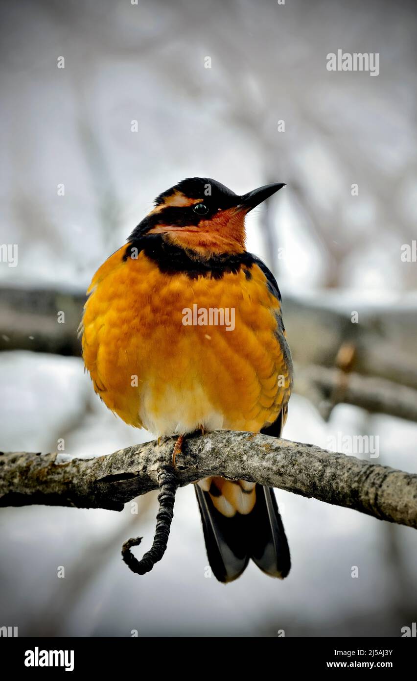 Varied thrush hi-res stock photography and images - Alamy