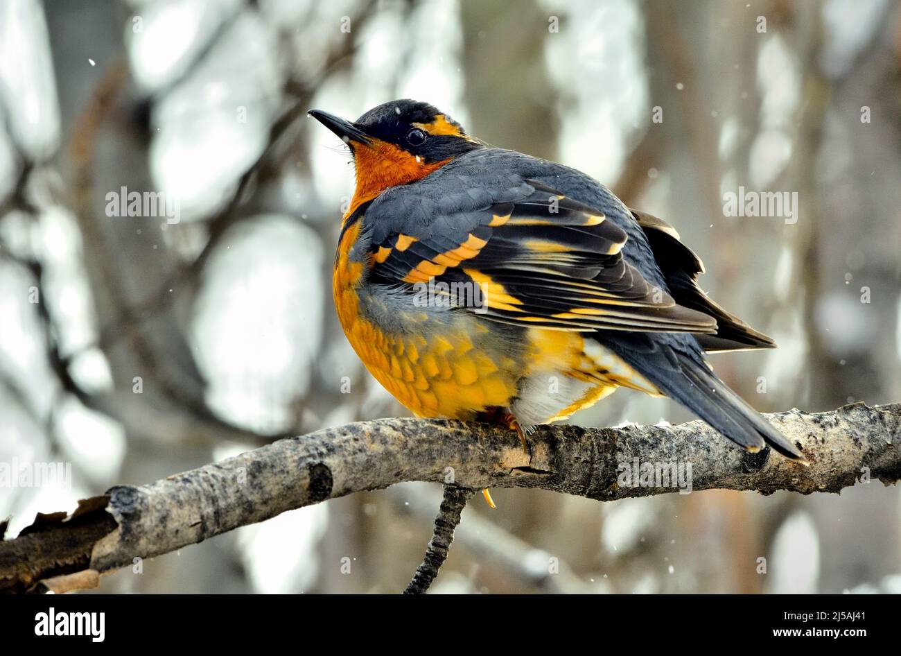 Varied thrush ixoreus naevius perched hi-res stock photography and ...