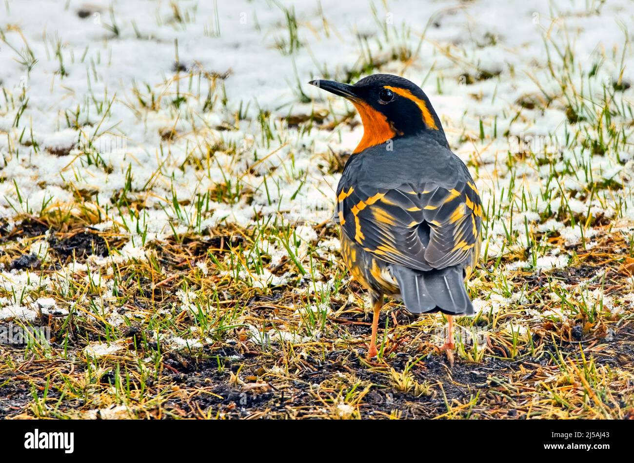 Pacific Northwest Thrush Bird Pictures