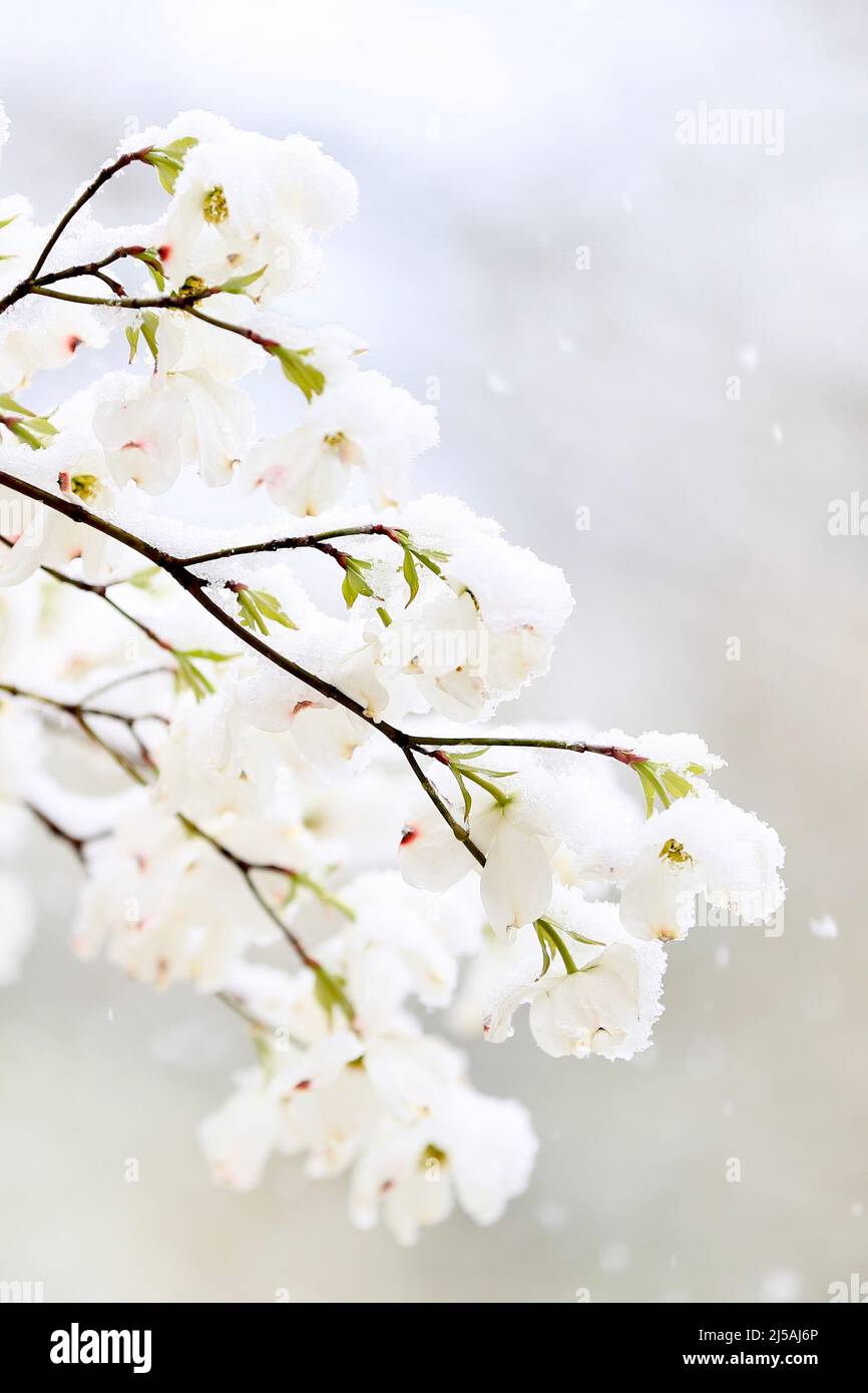 Spring bloom meets snow Stock Photo - Alamy