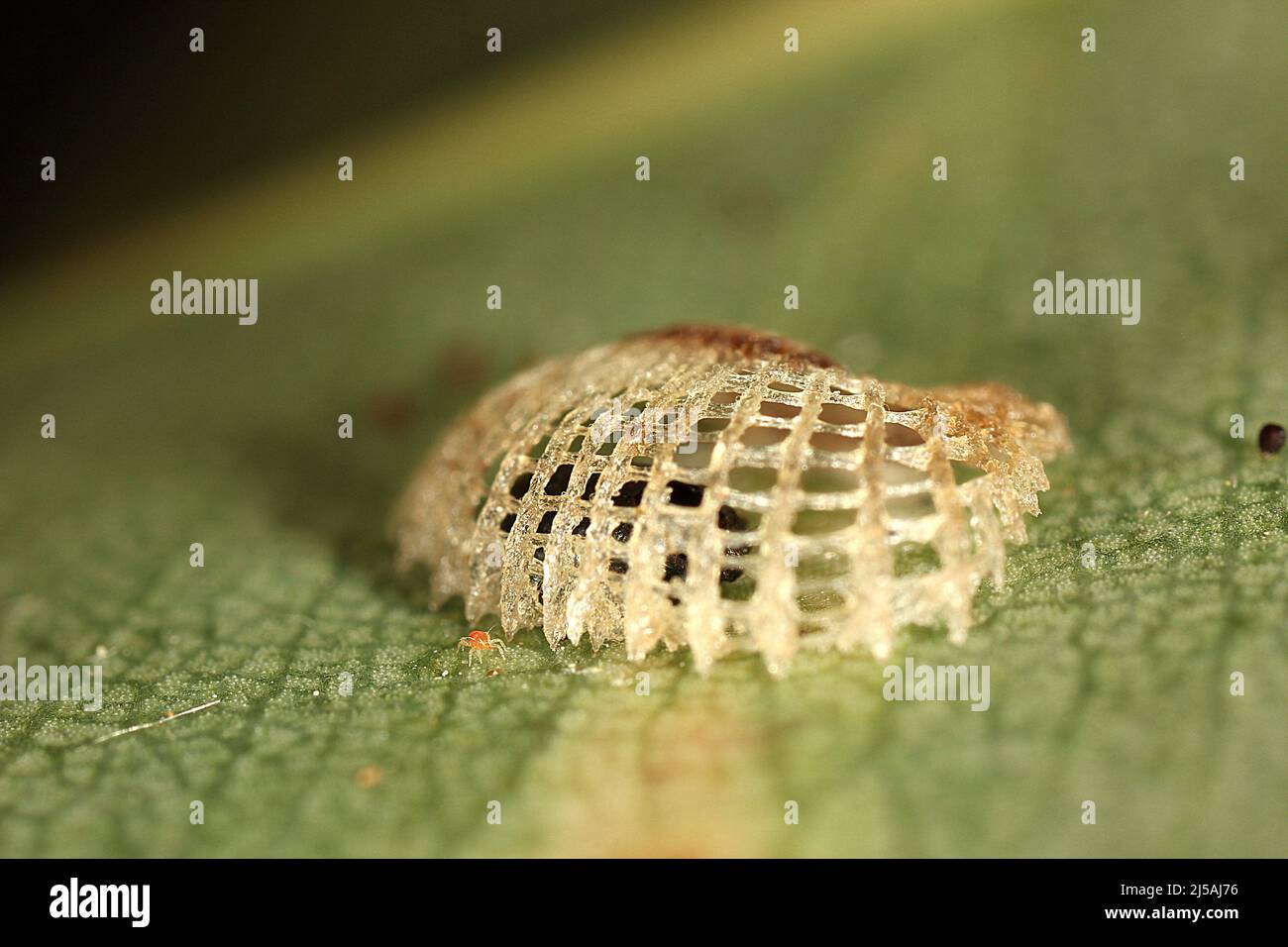 Sap sucking insect hi-res stock photography and images - Alamy