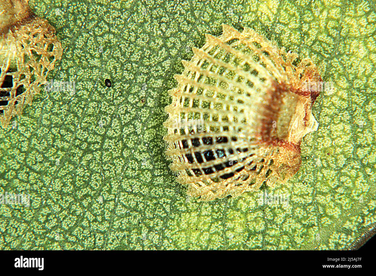 Sap sucking insect hi-res stock photography and images - Alamy