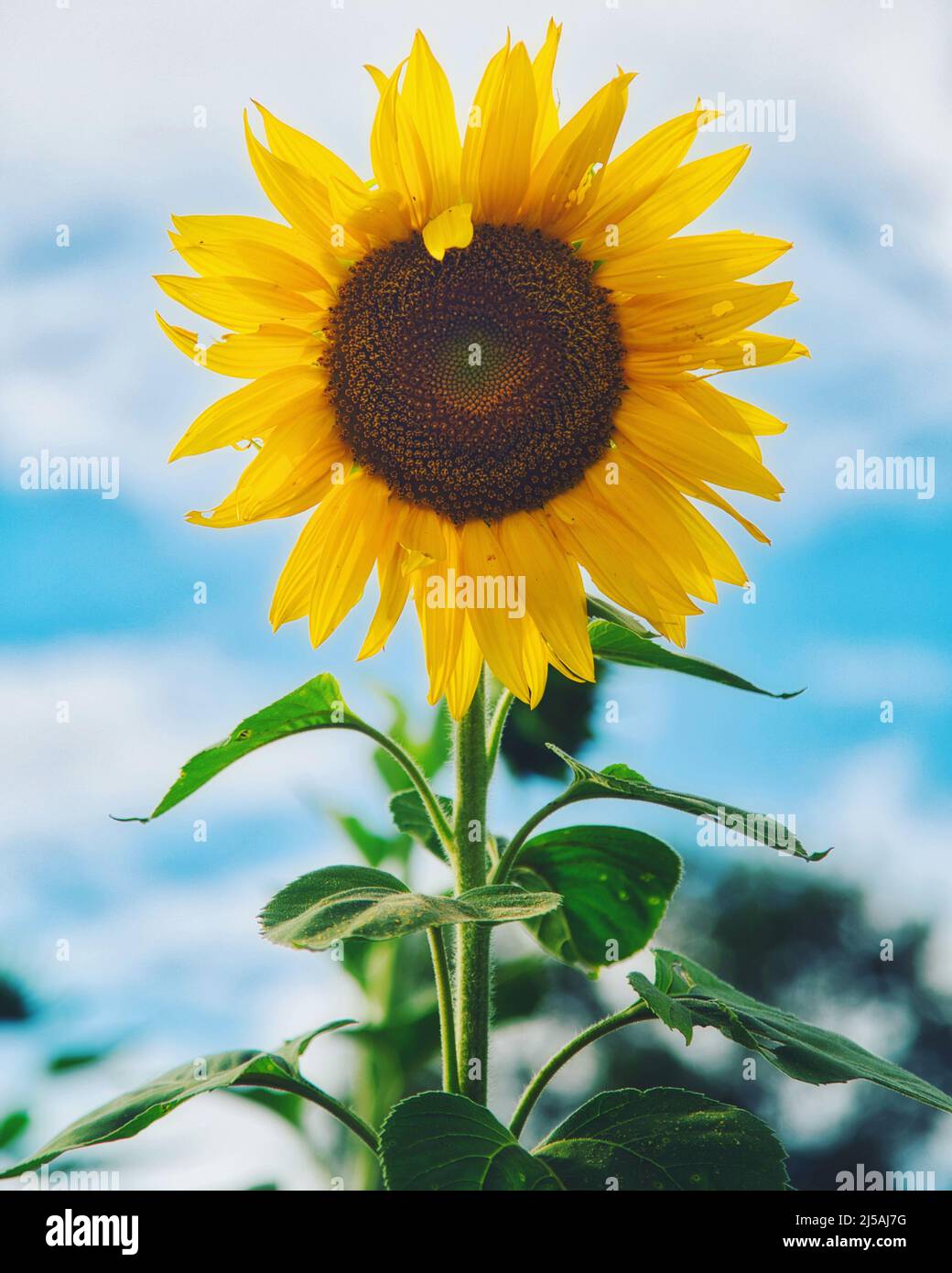 Beautiful summers evening hi-res stock photography and images - Alamy