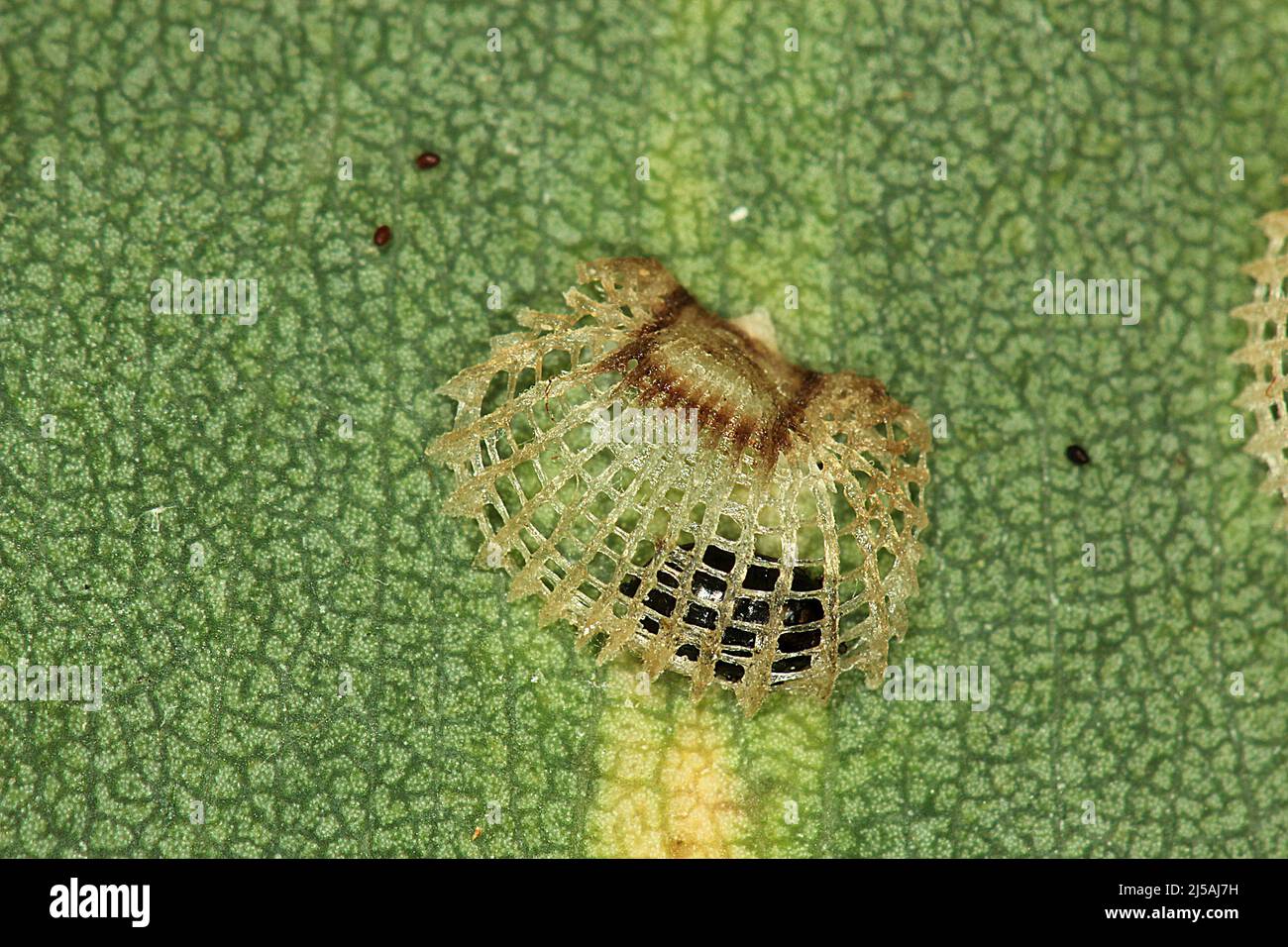 sap sucking insect Psyllid lerp (Cardiaspina fiscella Stock Photo - Alamy