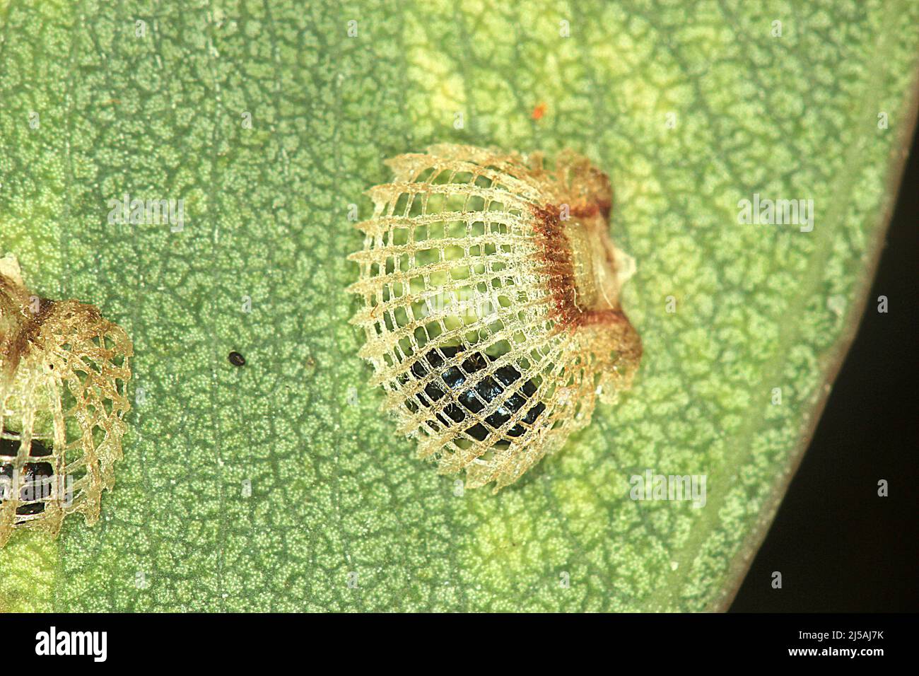 Sap sucking insect hi-res stock photography and images - Alamy