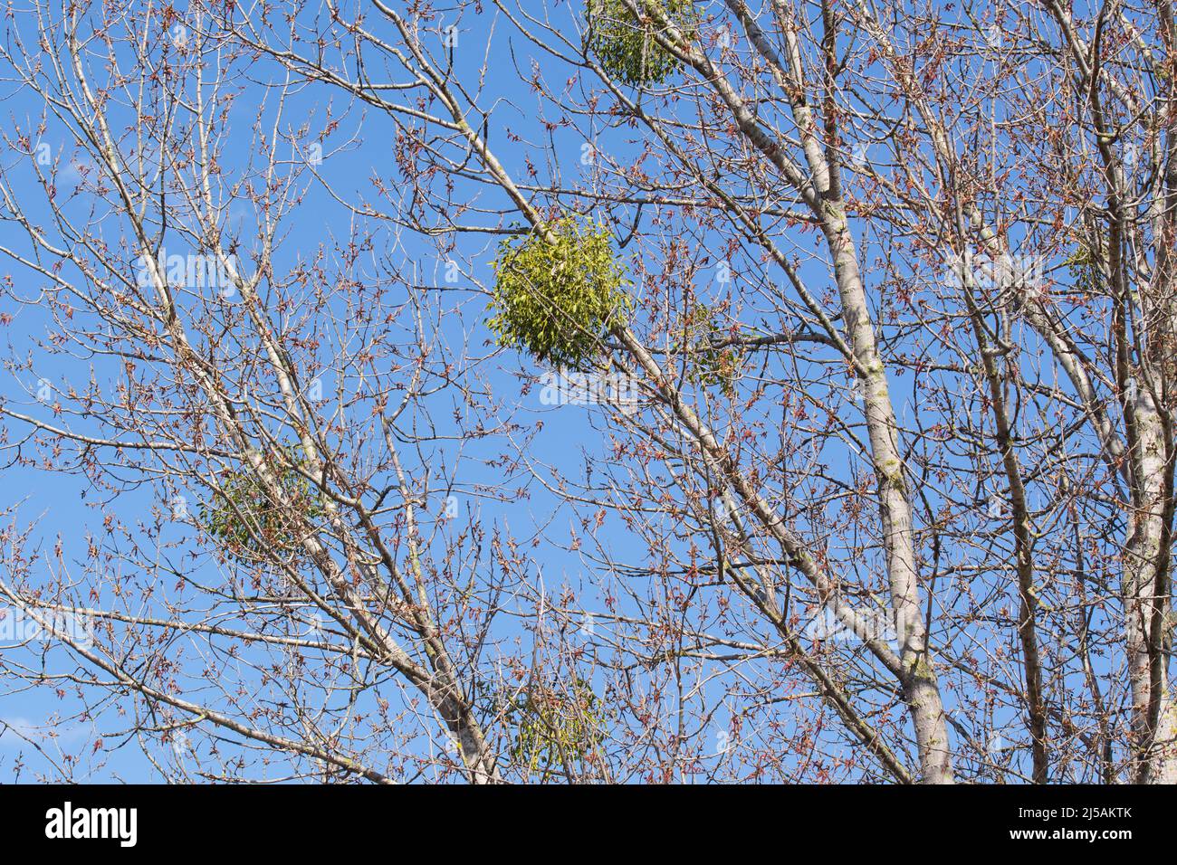 Blue mistletoe hi-res stock photography and images - Alamy