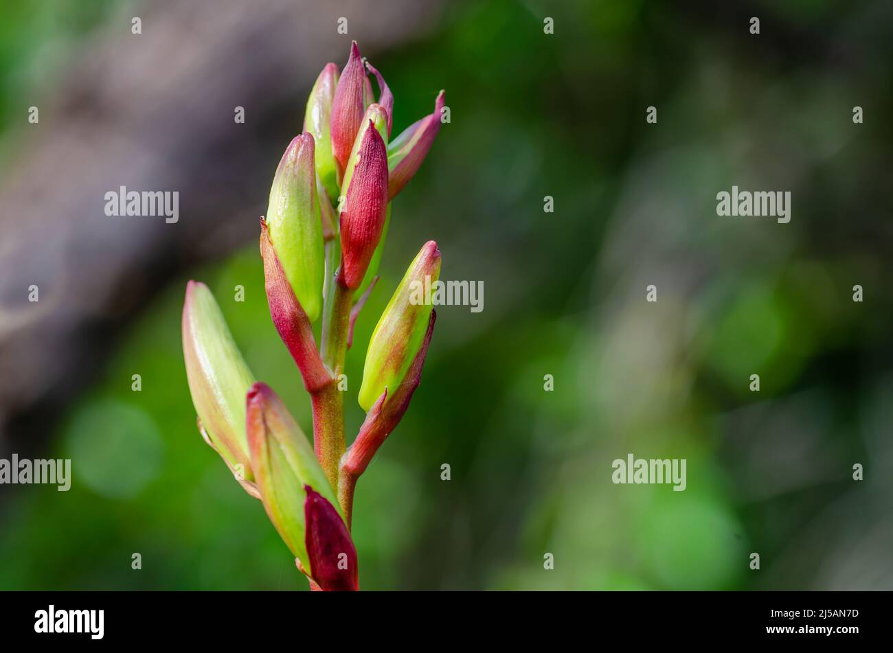 Flower Buds of a Yucca Gloriosa Plant, Spanish Dagger Stock Photo - Alamy