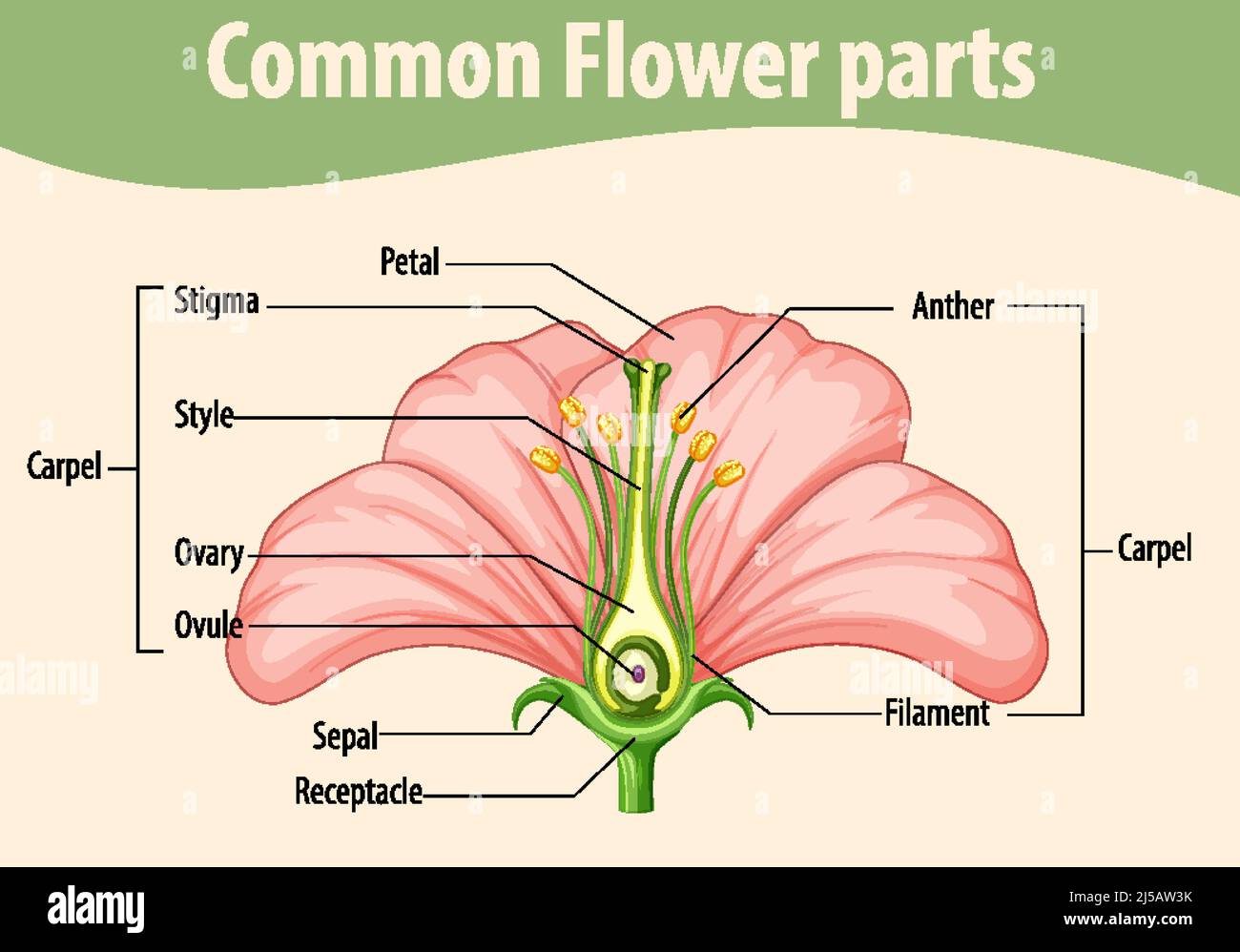 Diagram showing common flower parts illustration Stock Vector Image ...