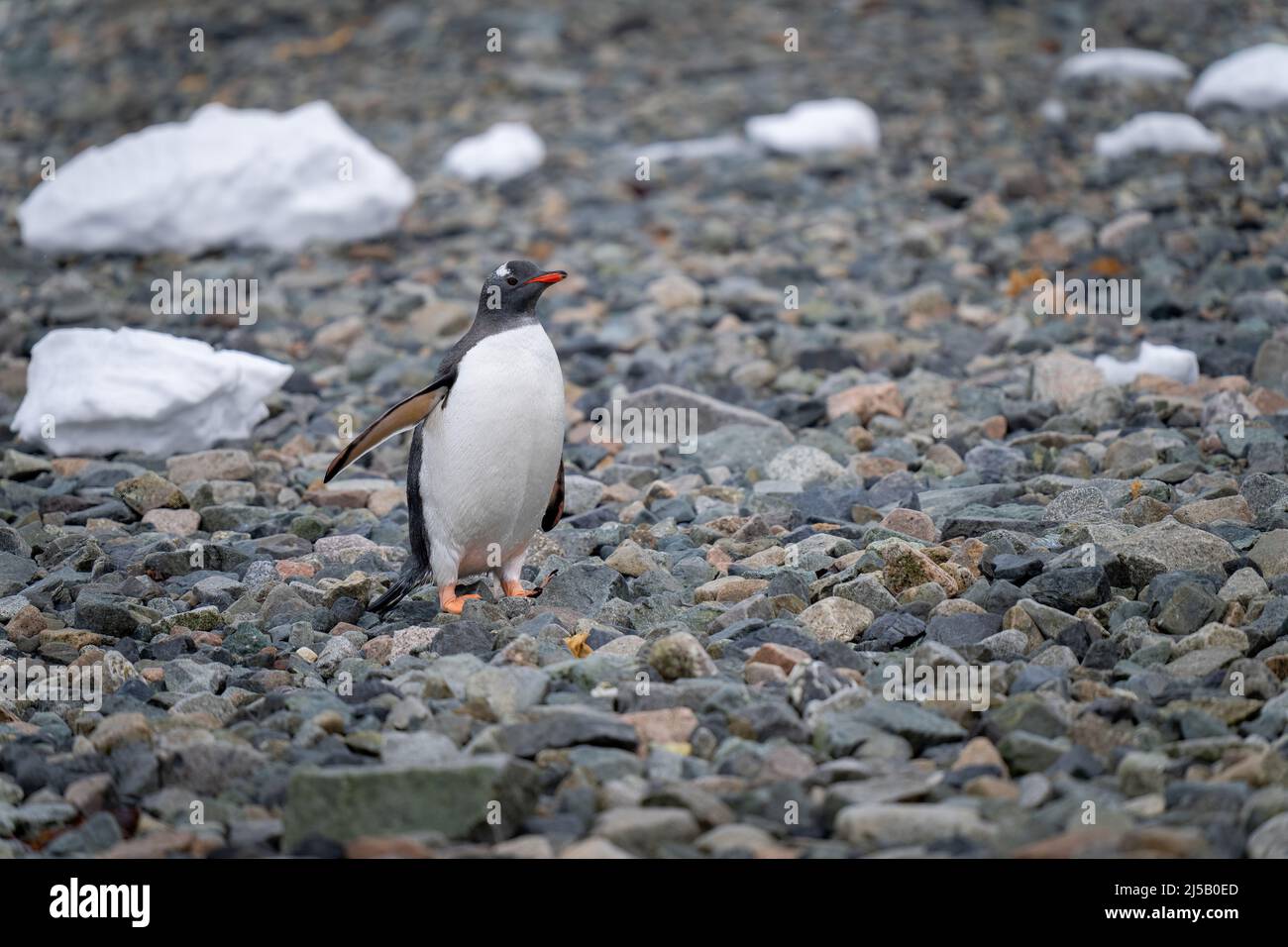 Gentoo penguin stands on shingle raising flipper Stock Photo - Alamy