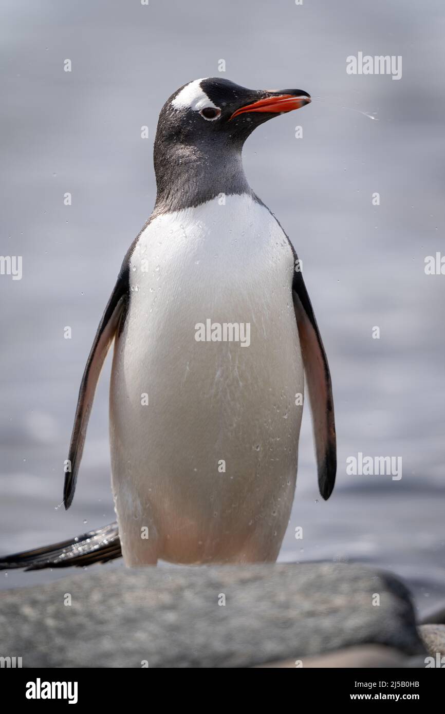 Gentoo penguin stands shaking water from head Stock Photo - Alamy
