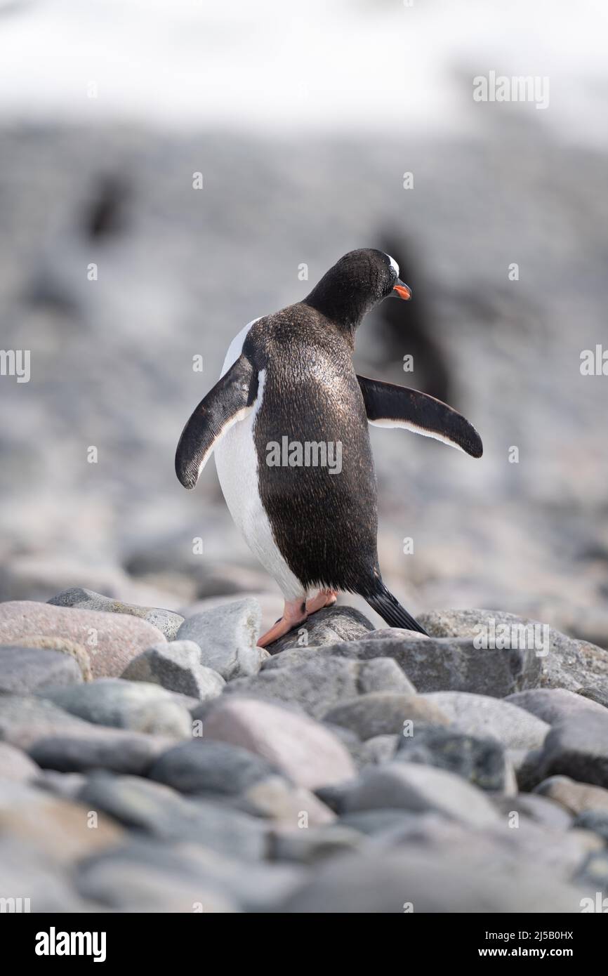 Penguin stretching wildlife hi-res stock photography and images - Alamy