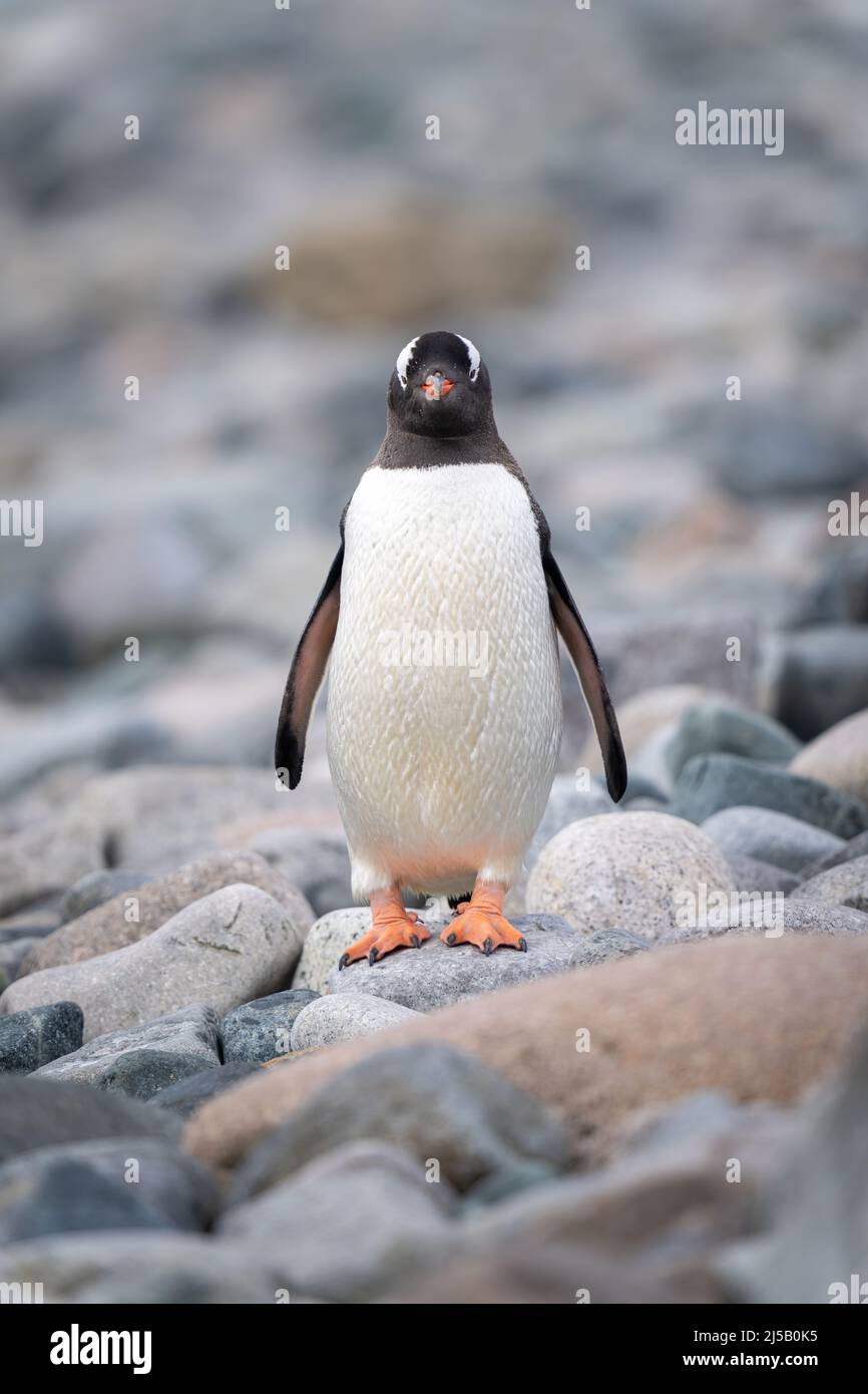 Penguin staring camera hi-res stock photography and images - Alamy