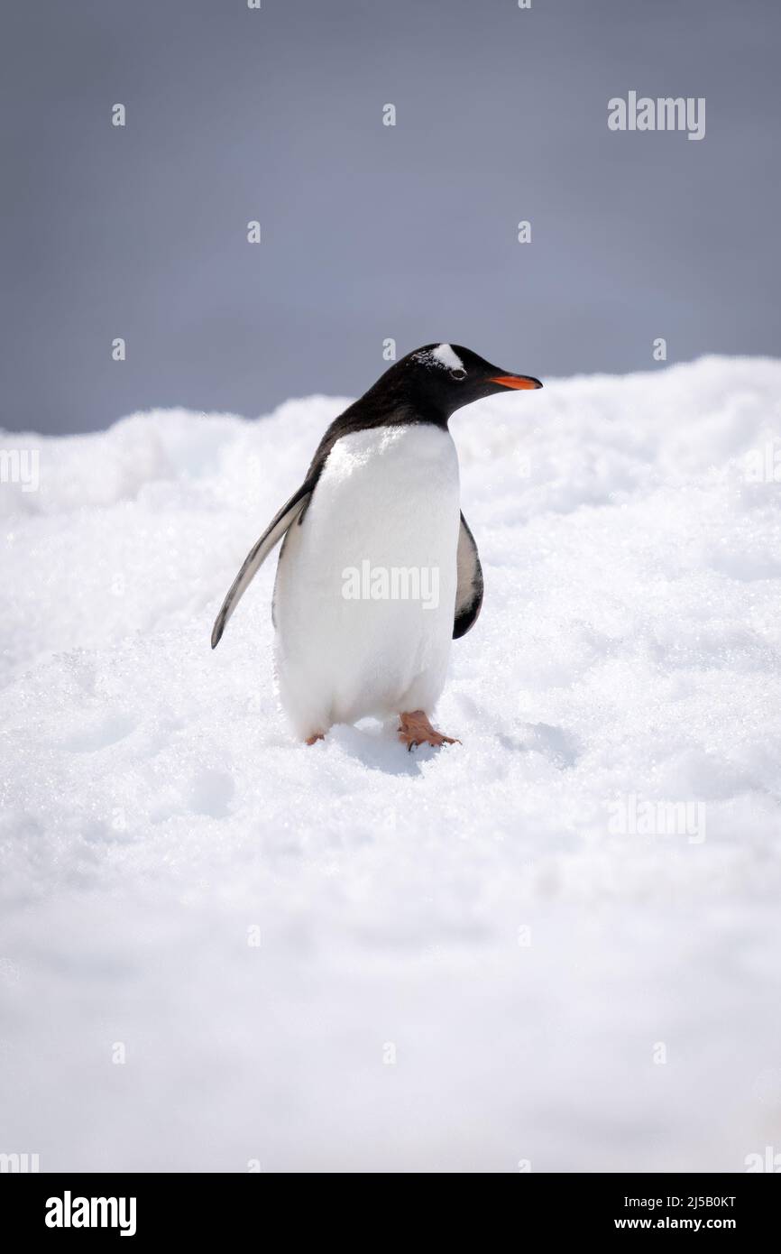 Penguin portal hi-res stock photography and images - Alamy