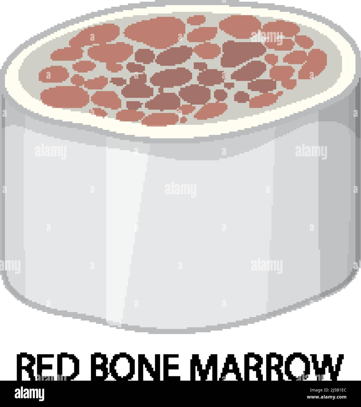 Red bone marrow on white background illustration Stock Vector Image ...