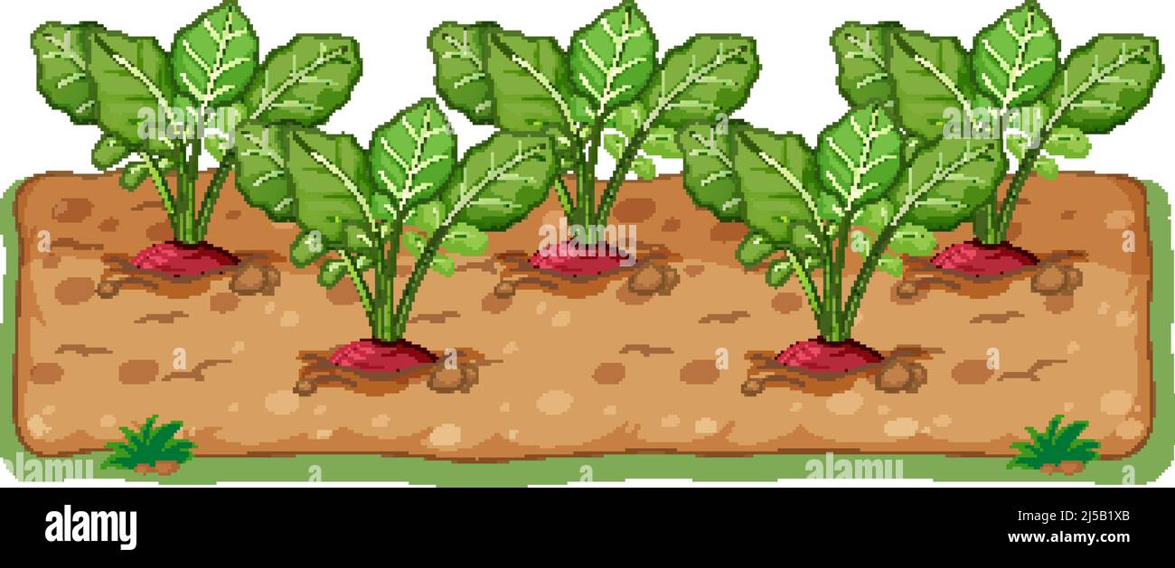 Radishes growing in soil cartoon illustration Stock Vector Image & Art ...