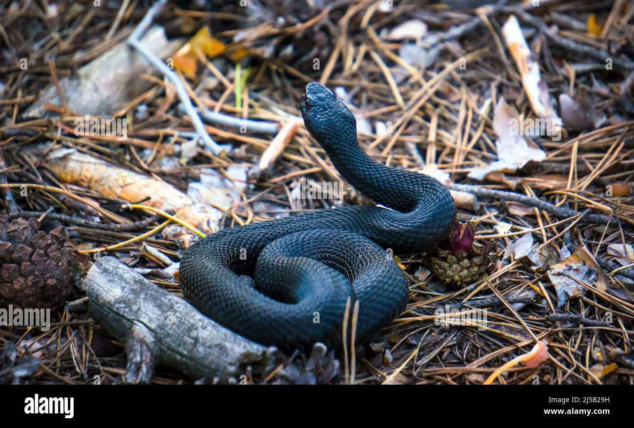 European viper, Vipera berus, also known as the European adder. Wild ...