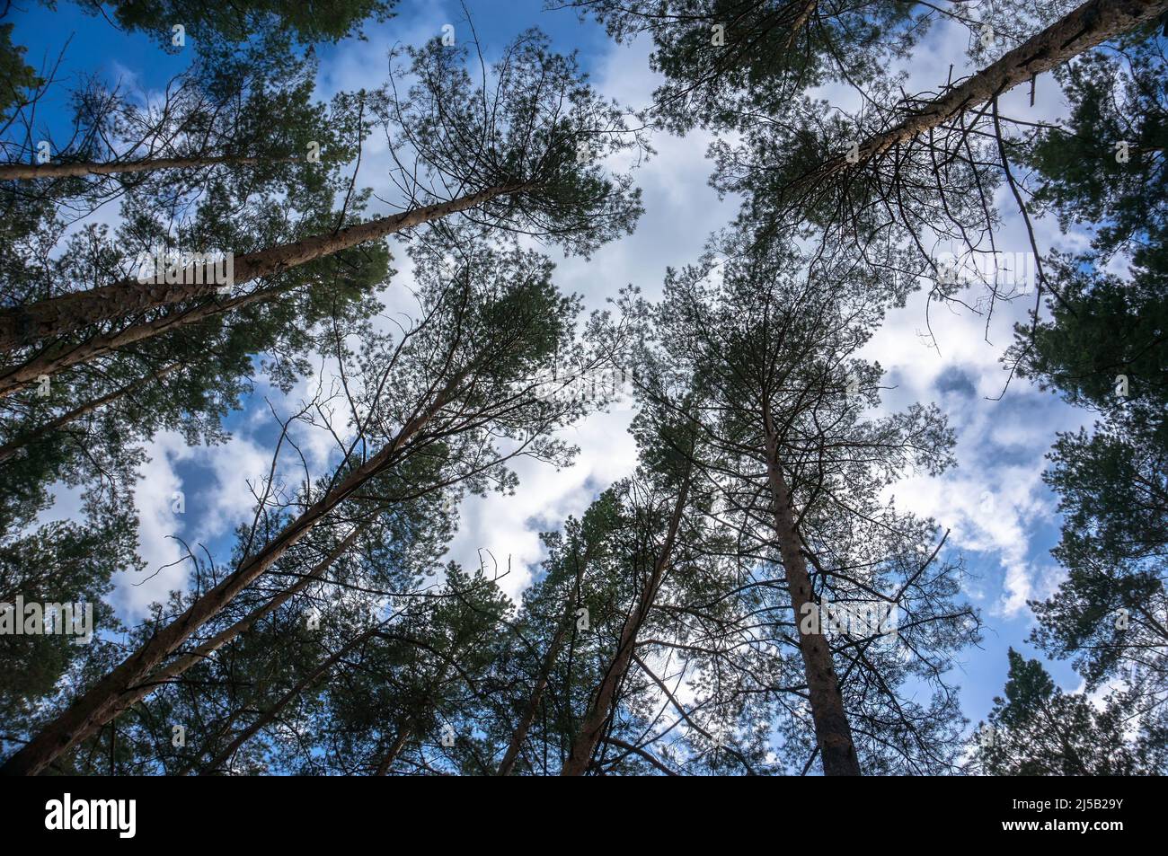 tall pine trees, a pine forest, bottom view Stock Photo - Alamy