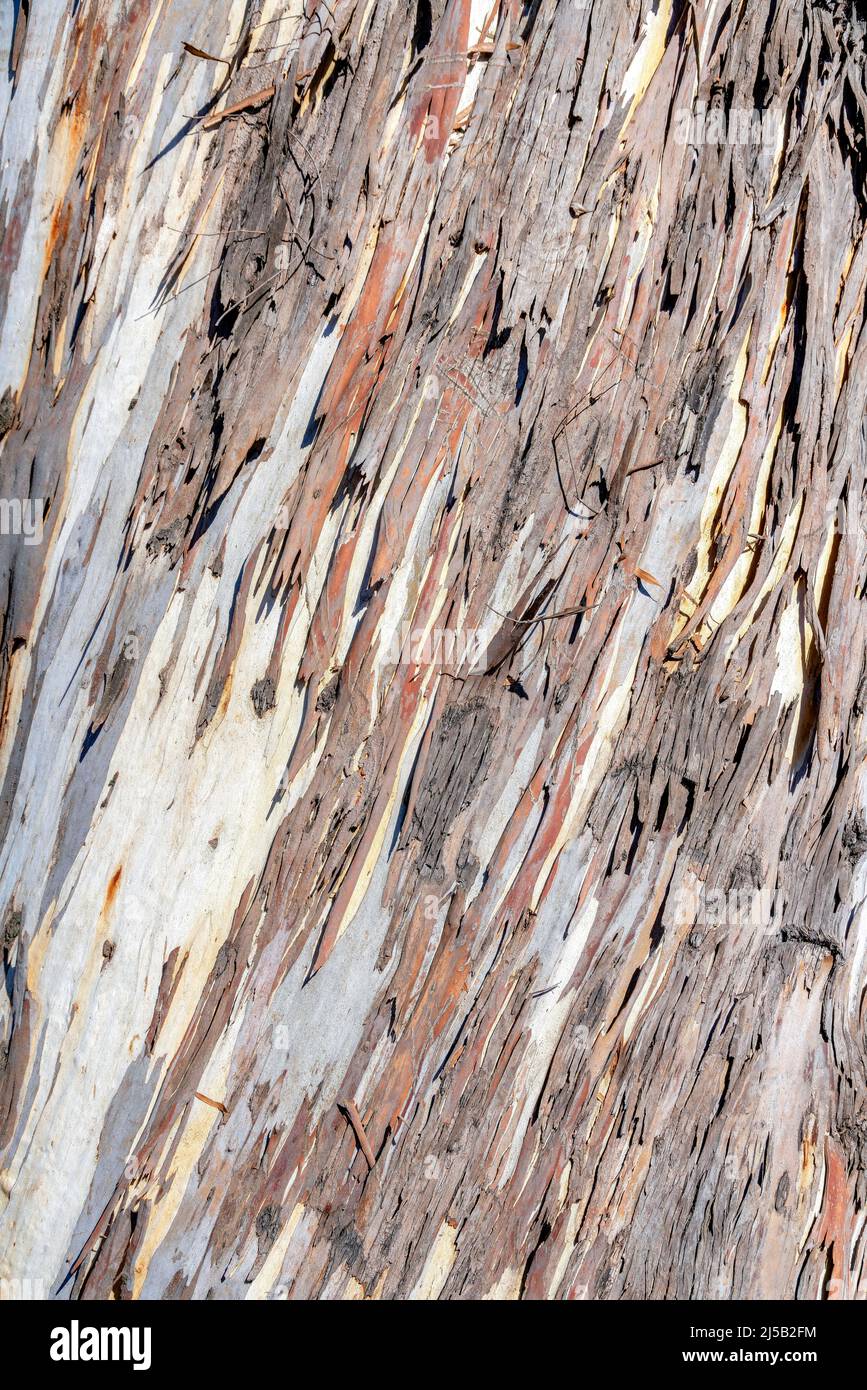 Close-up of a peeling bark tree at San Francisco in California. Low ...