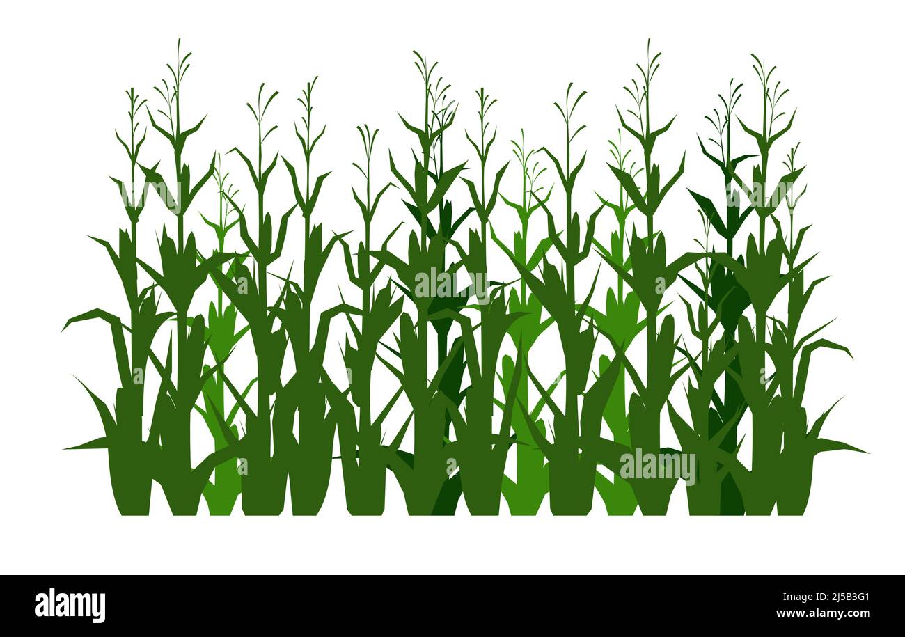 Corn grows in field. Silhouette picture. Harvest agricultural plant ...