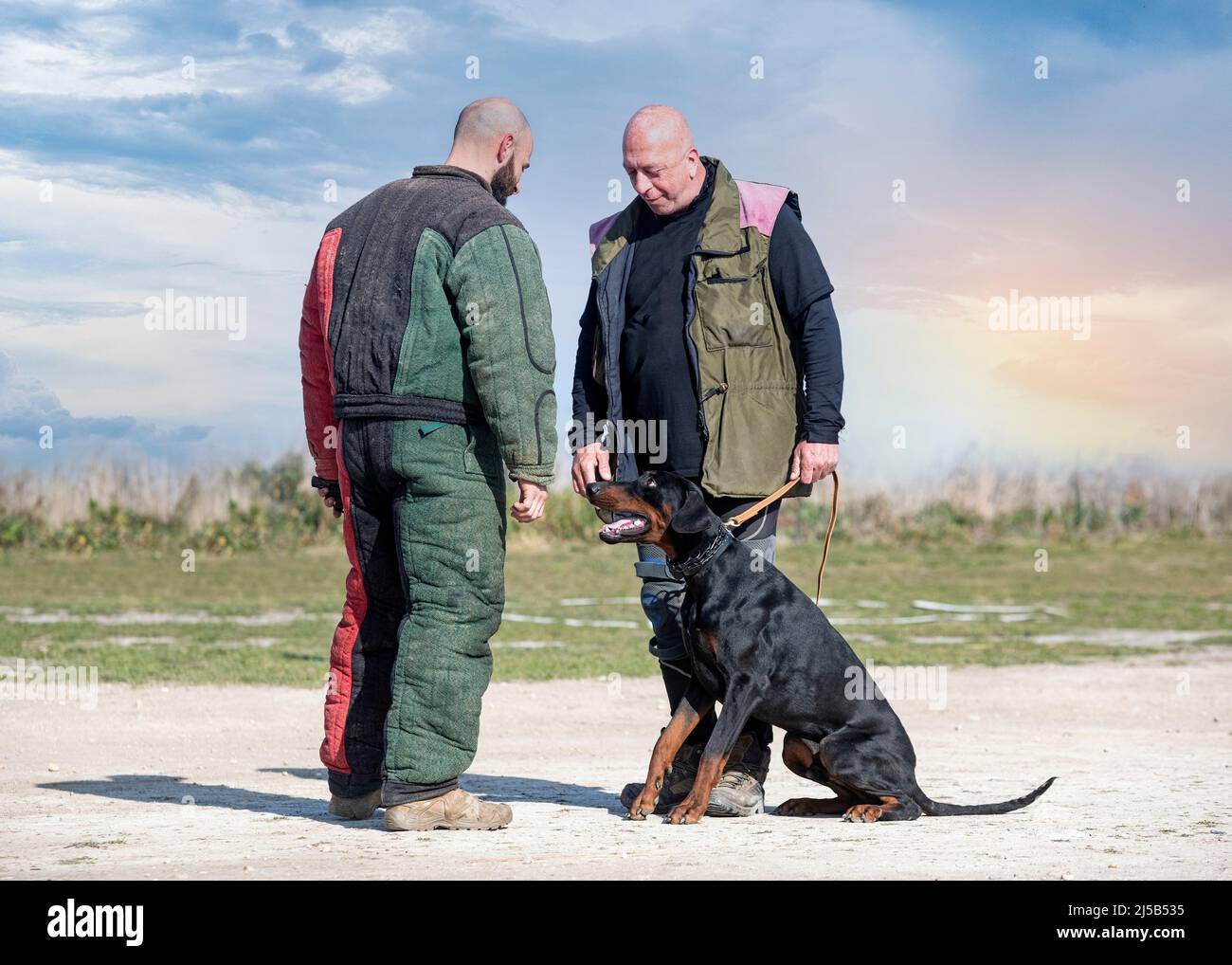 young dobermann pinscher training for protection in the nature Stock ...