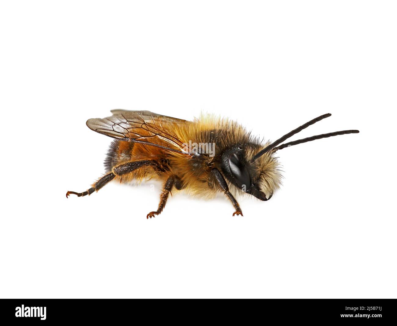 male wild bee, Osmia bicornis or red mason bee isolated on white ...