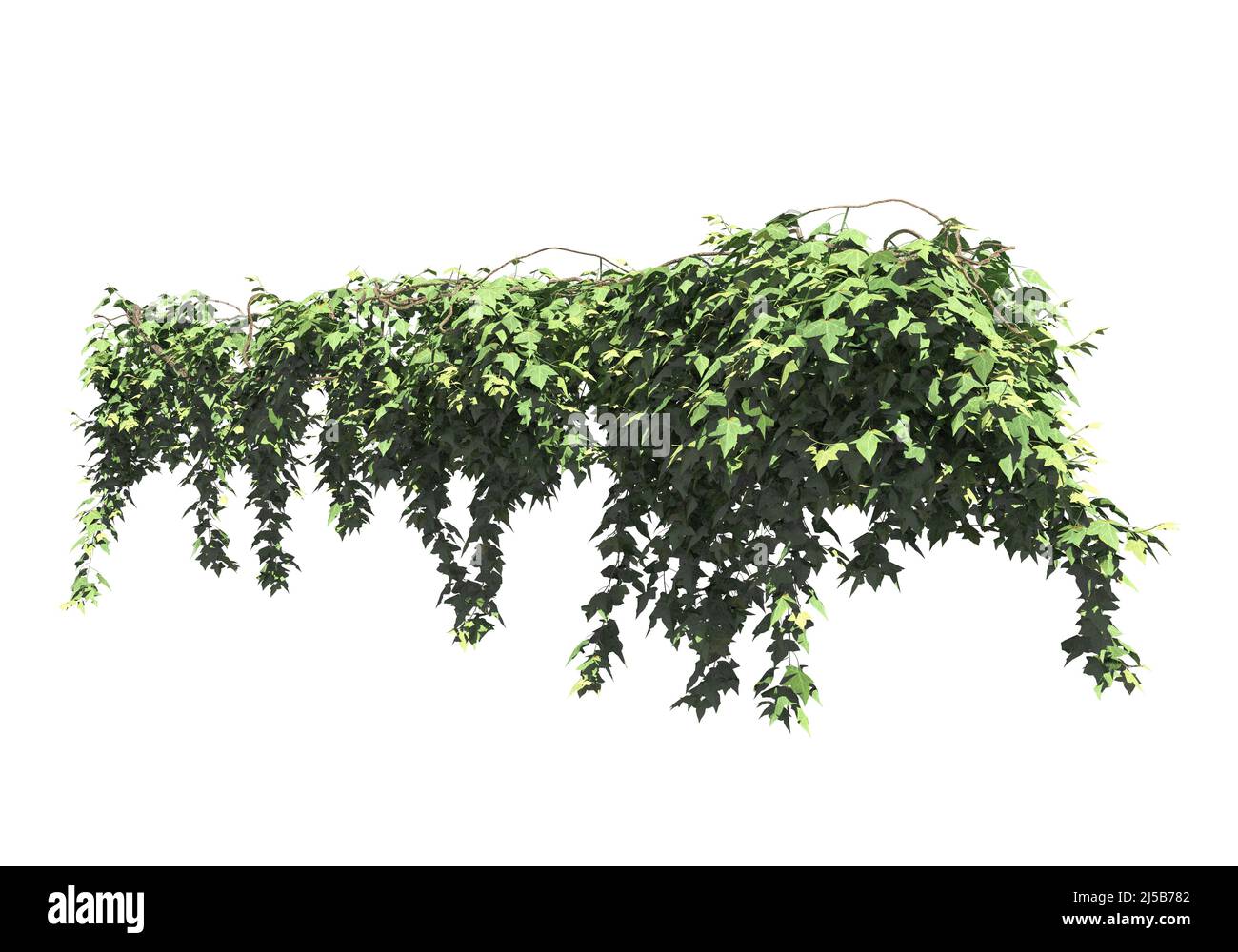 3D illustration climbing plants creepers isolated on white background ...