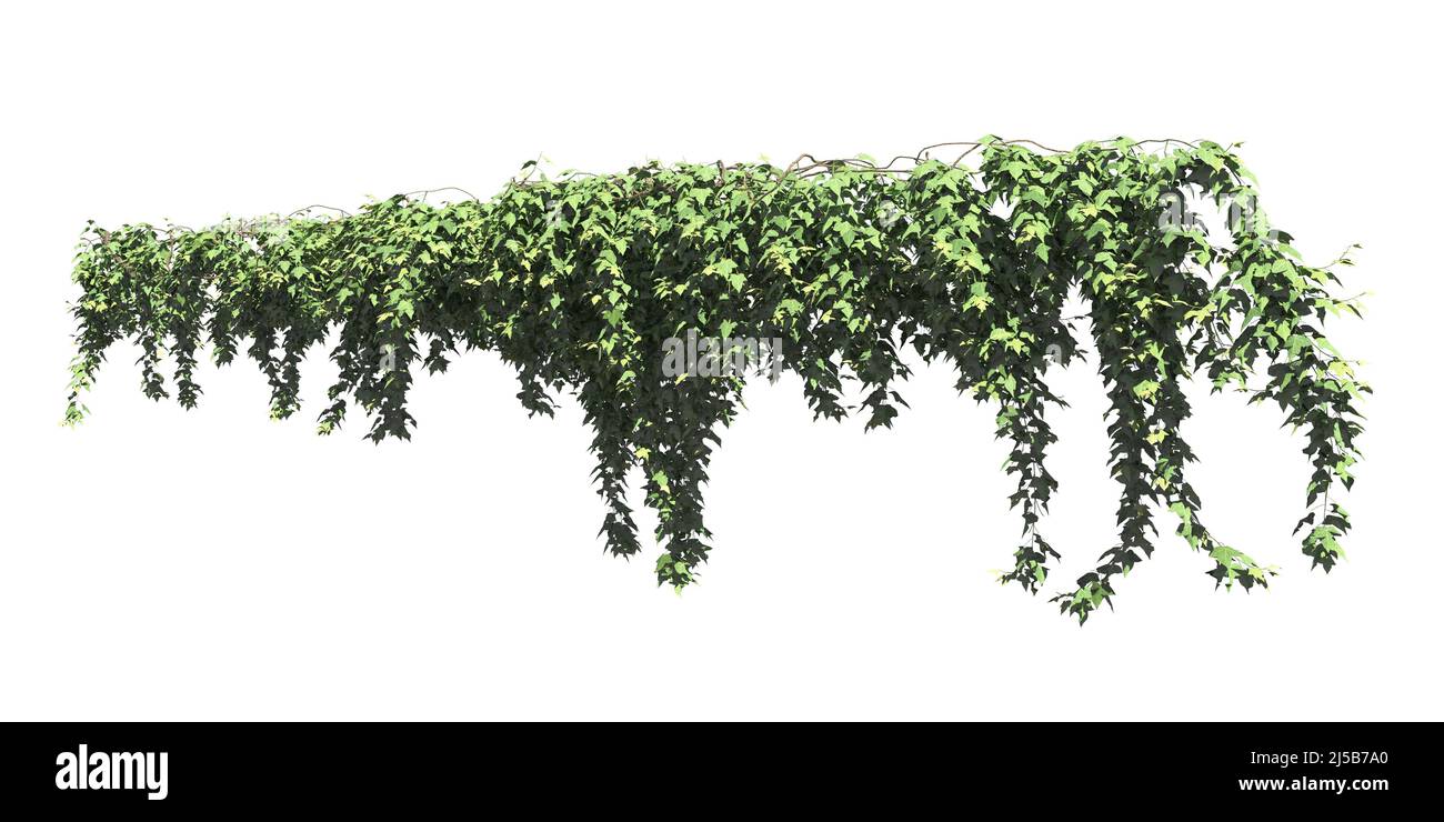 3D illustration climbing plants creepers isolated on white background ...