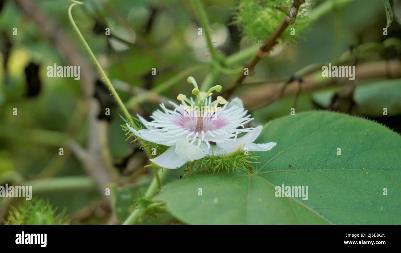 Stinking passion flowers hi-res stock photography and images - Alamy