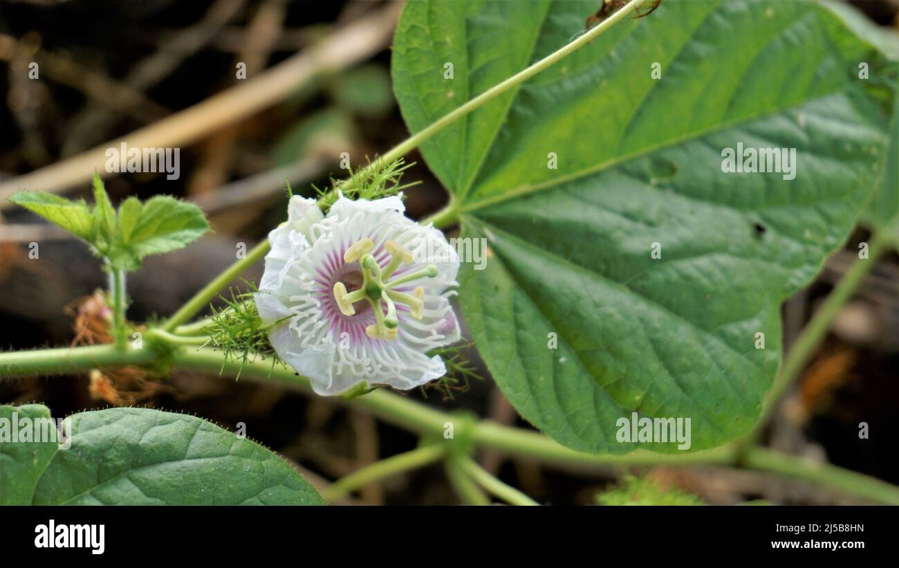 Flowers of Passiflora foetida also known as Mossy passionflower ...