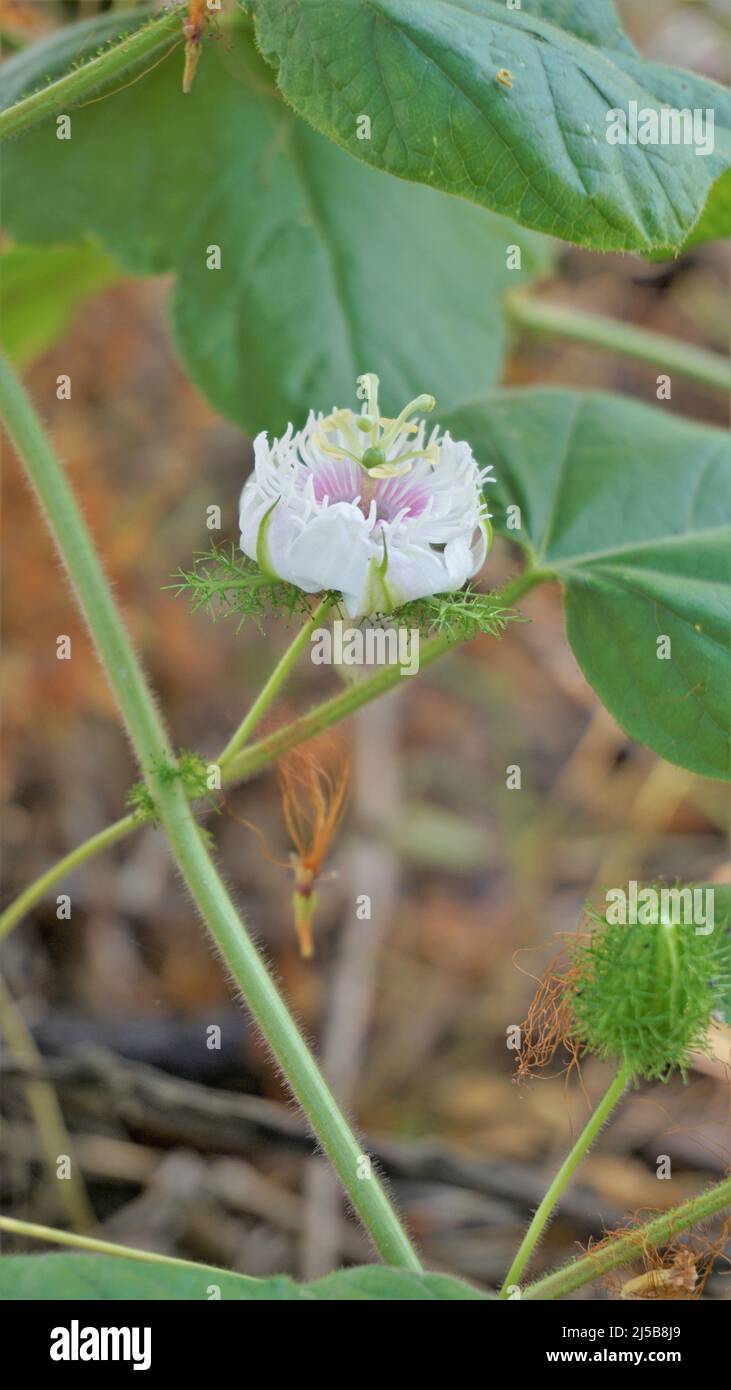 Stinking passion flowers hi-res stock photography and images - Alamy