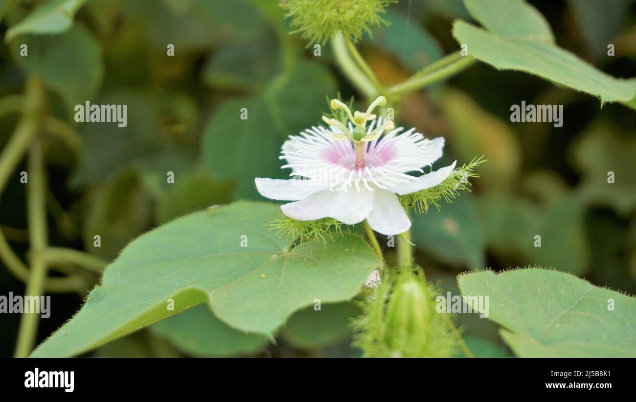 Flowers of Passiflora foetida also known as Mossy passionflower ...