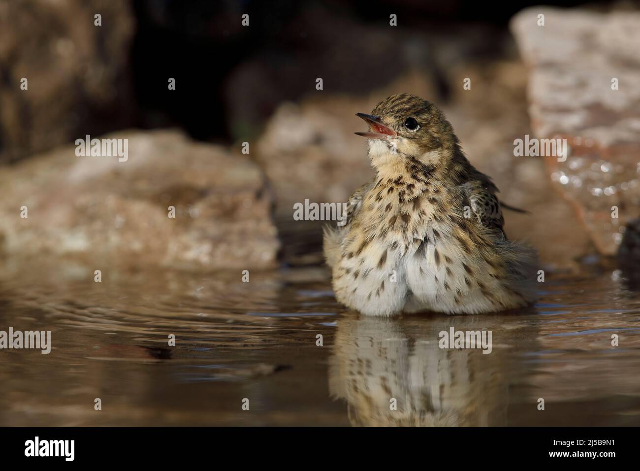 Pizzoli hi-res stock photography and images - Alamy