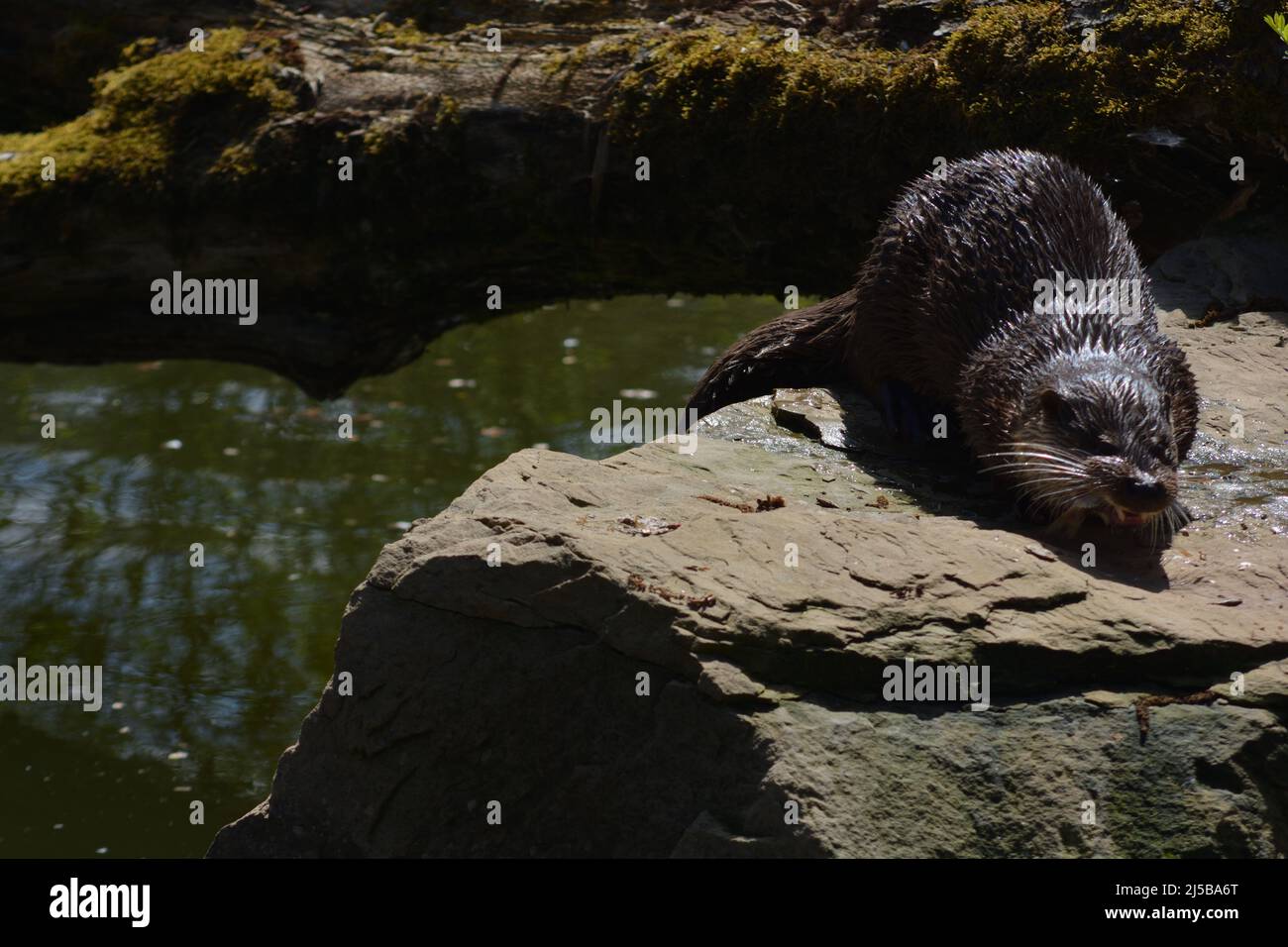 Eurasian Otter sitting on a rock in the sun in Tripsdrill, southern ...