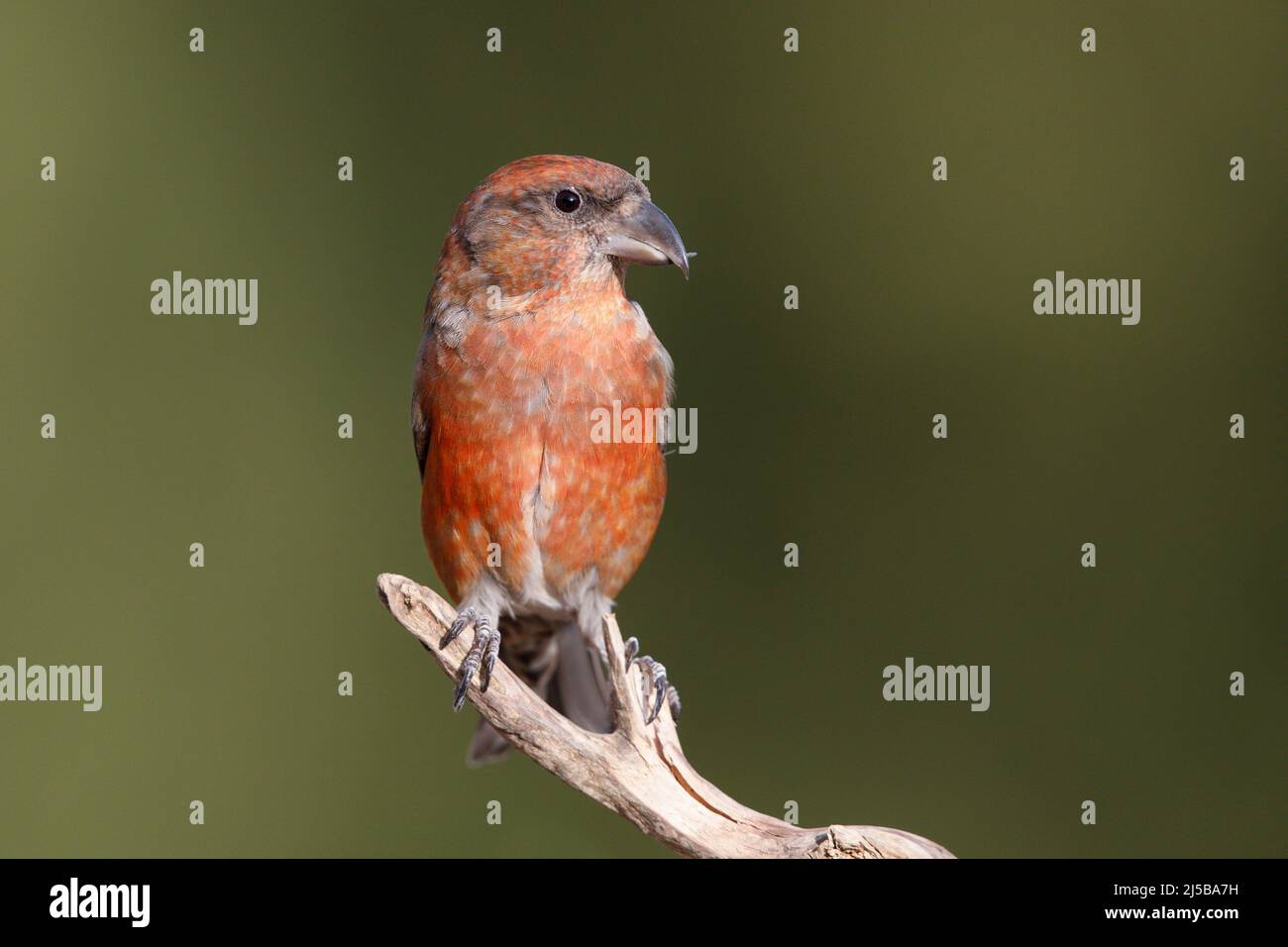 Crossbill loxia curvirostra cones hi-res stock photography and images ...