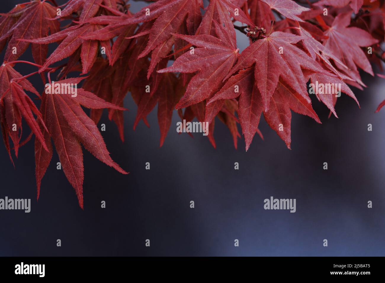 Acer japonicum, japanese maple in front of a shiny grey background ...