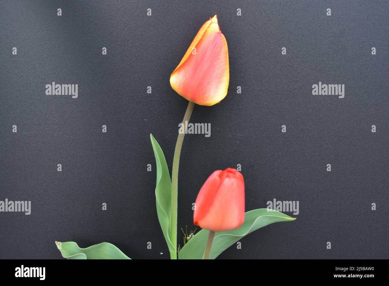 tulips on a grey shiny background, spring bouquet Stock Photo - Alamy