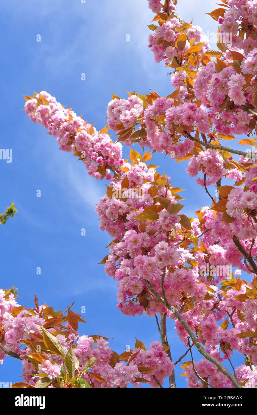 Blooming branches with pink flowers on tree in spring Stock Photo - Alamy