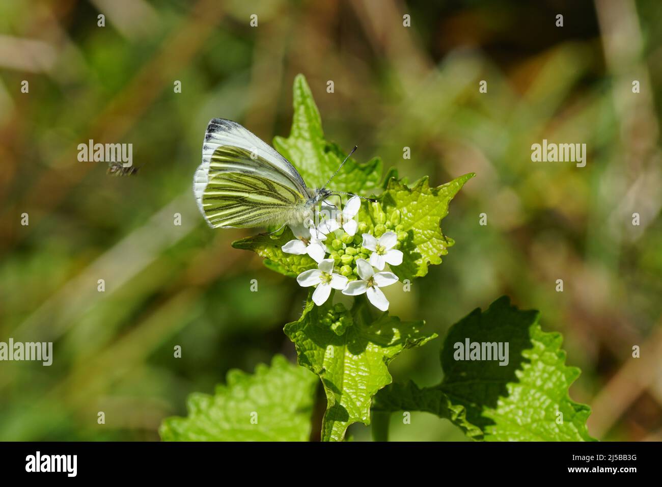 Green-veined white (Pieris napi), family Pieridae. Flowers garlic ...