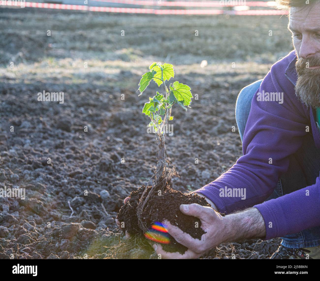 Man planting a tree earth day. Planting a tree in springtime new life ...