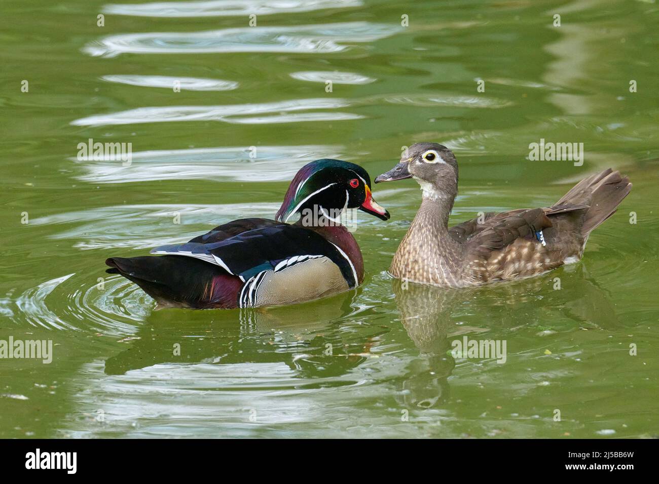 Exotic ducks on the water Stock Photo - Alamy