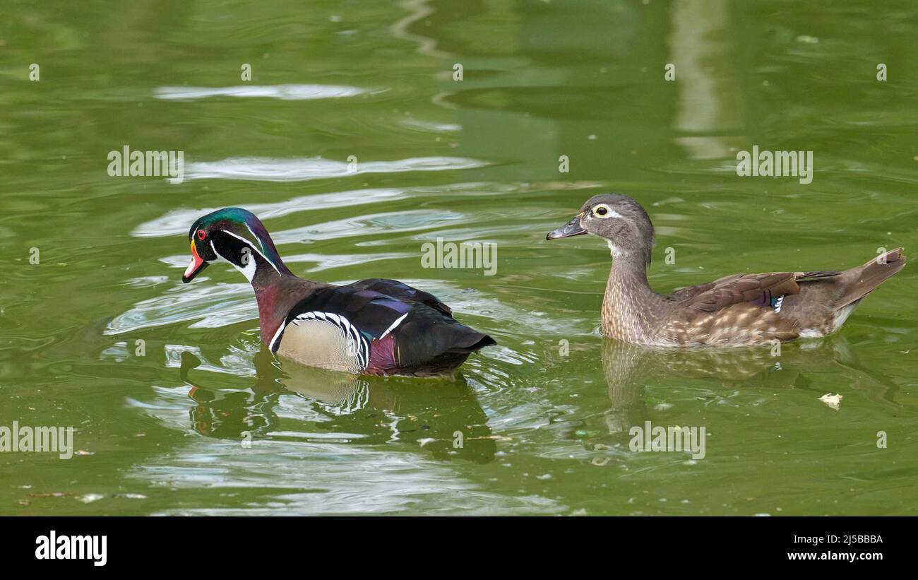 Exotic ducks on the water Stock Photo - Alamy